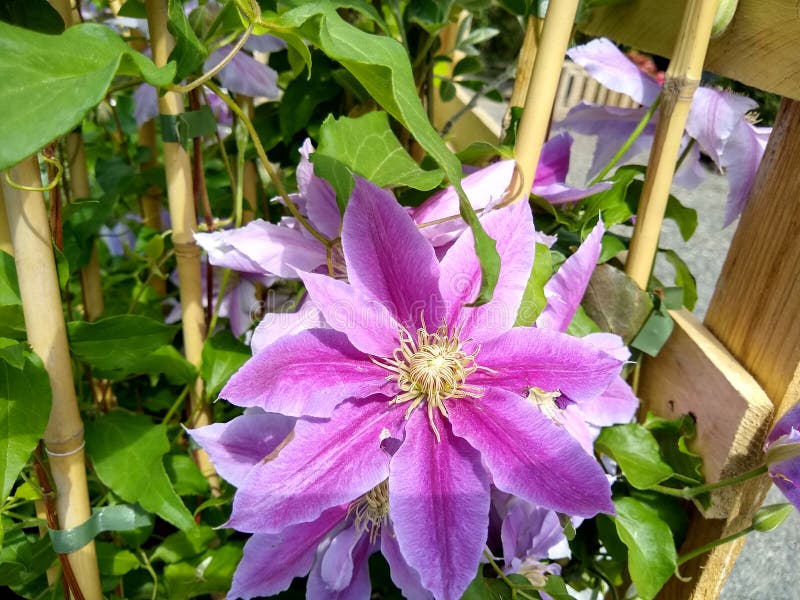 Clematis `Dr Ruppel` stock image. Image of flora, leaves - 195327867