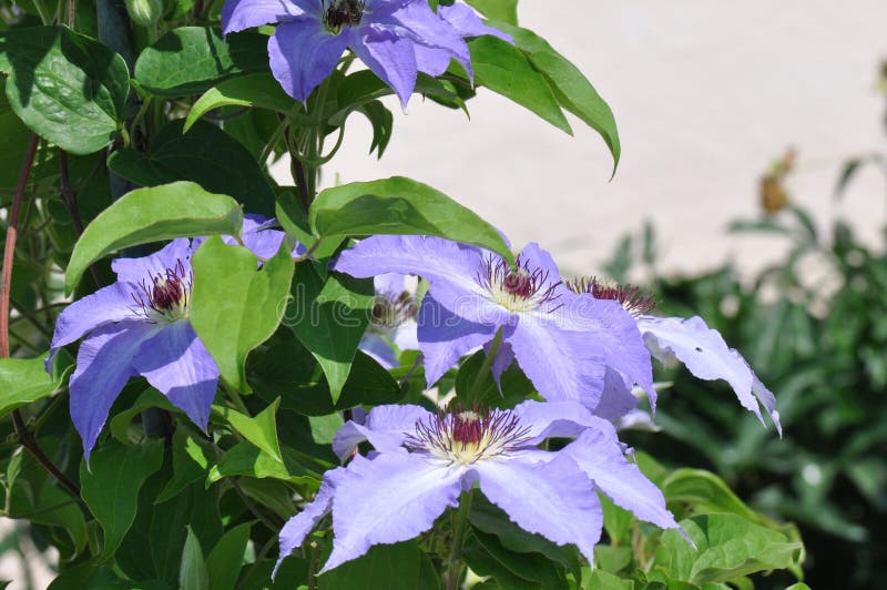 Clematis florida stock image. Image of coloured, background - 117568595