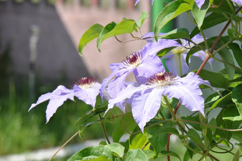 Clematis florida stock photo. Image of flower, gardening - 117568604