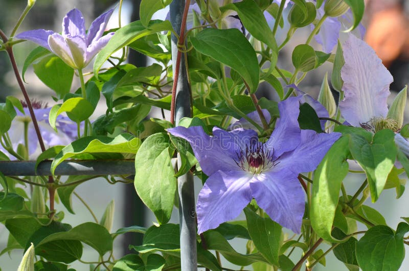 Clematis florida stock photo. Image of beautiful, buds - 117568600