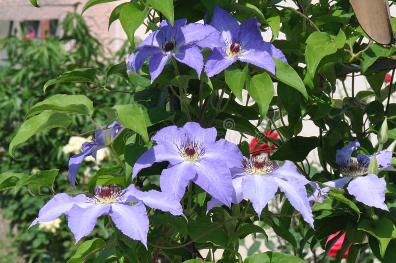 Clematis florida stock image. Image of buds, biodiversity - 117568613