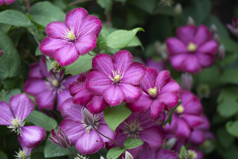 Japanese Clematis Flower stock image. Image of clematis - 47168733