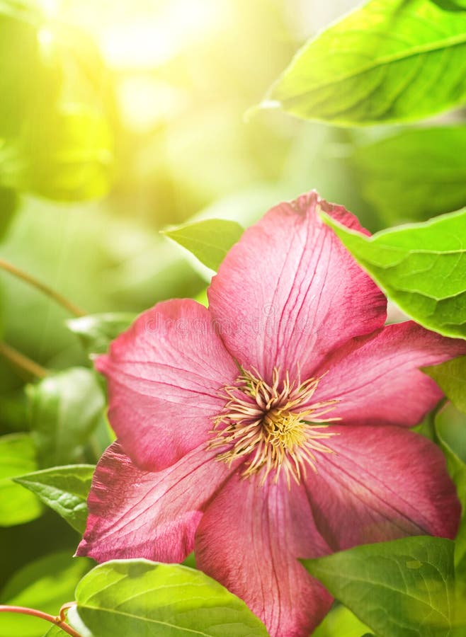 Clematis flower stock image. Image of glow, bloom, idyllic - 5713479