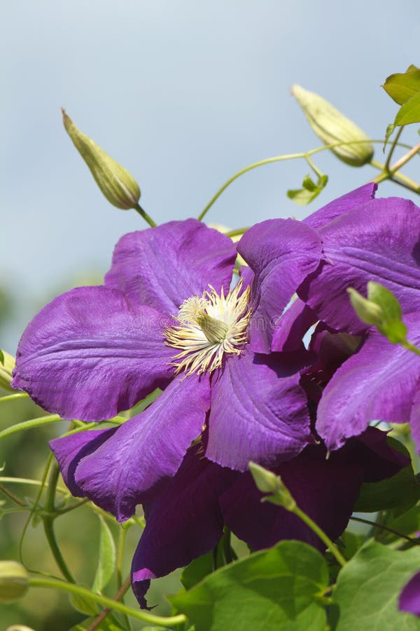 Clematis Etoile Violette stock image. Image of selective - 31319537