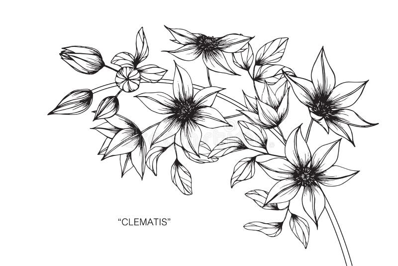 Clematis Sketch Stock Illustrations – 456 Clematis Sketch Stock ...