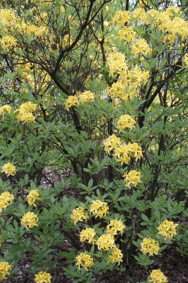 Clematis Flowers are Yellow. Spring and Summer and Its Shapes Stock ...