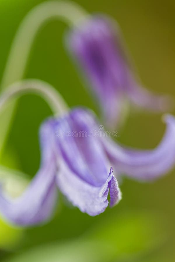 Clematis Integrifolia Flower Stock Image - Image of background, growth ...