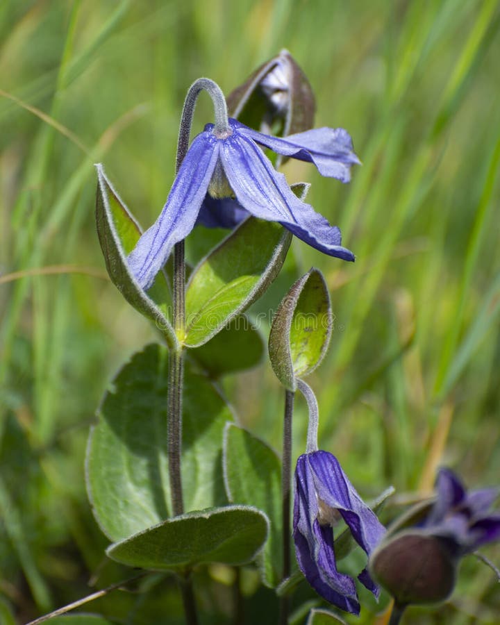 Clematis Integrifolia in the Nature Stock Photo - Image of crimea ...