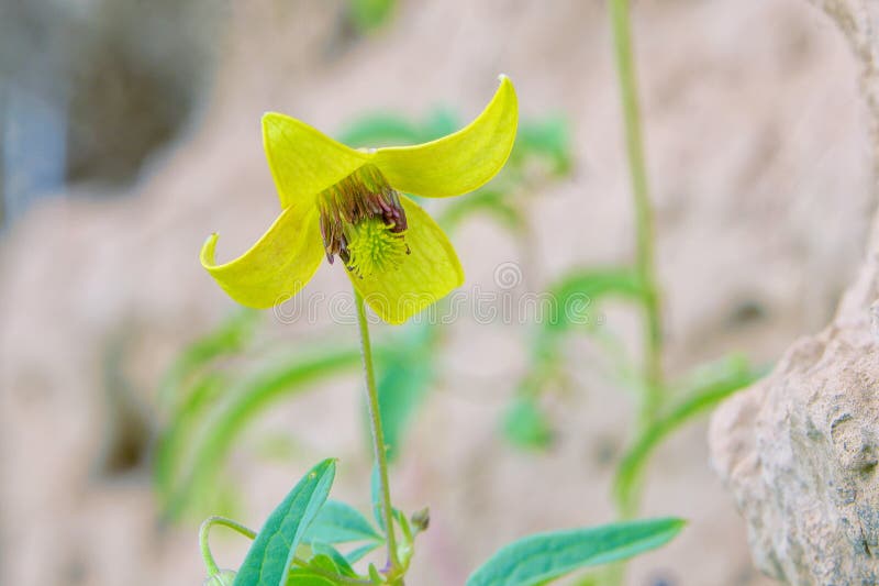 Clematis Intricata Stock Photos - Free & Royalty-Free Stock Photos from ...
