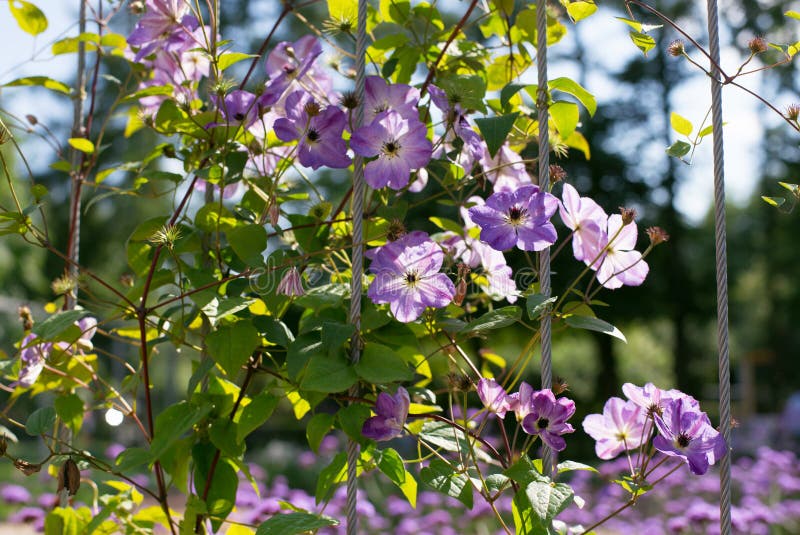 Clematis on a metal pole stock photo. Image of jackmans - 124005152