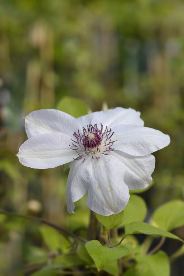Clematis Miss Bateman stock photo. Image of outdoors - 247538090