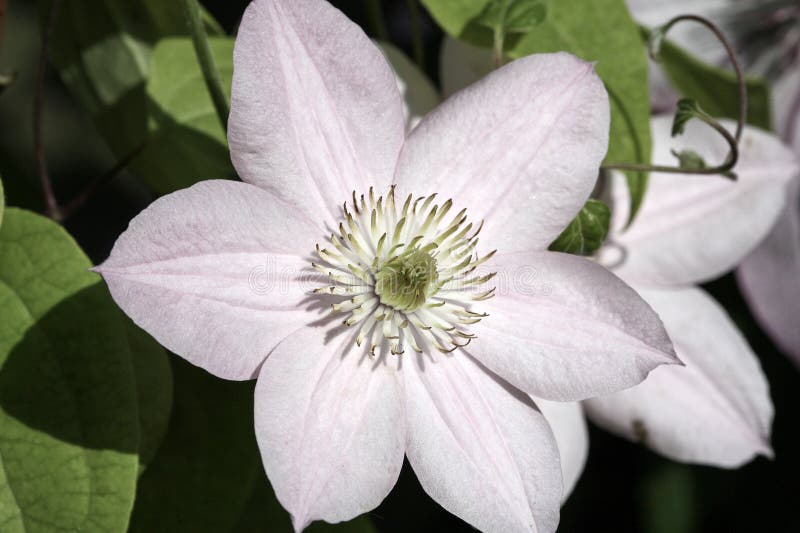 Clematis Pink Celebration stock image. Image of cultivar - 383305365