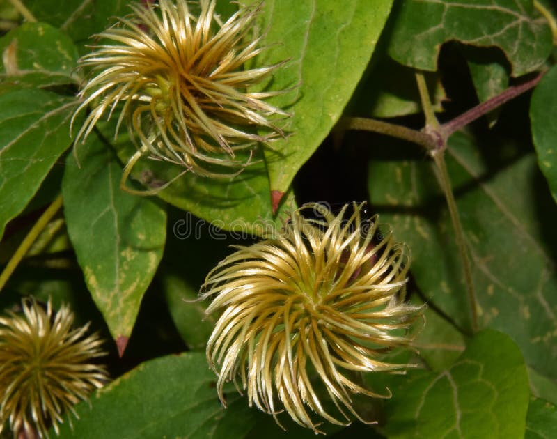 Clematis seeds stock photo. Image of gazania, green, nice - 74766394