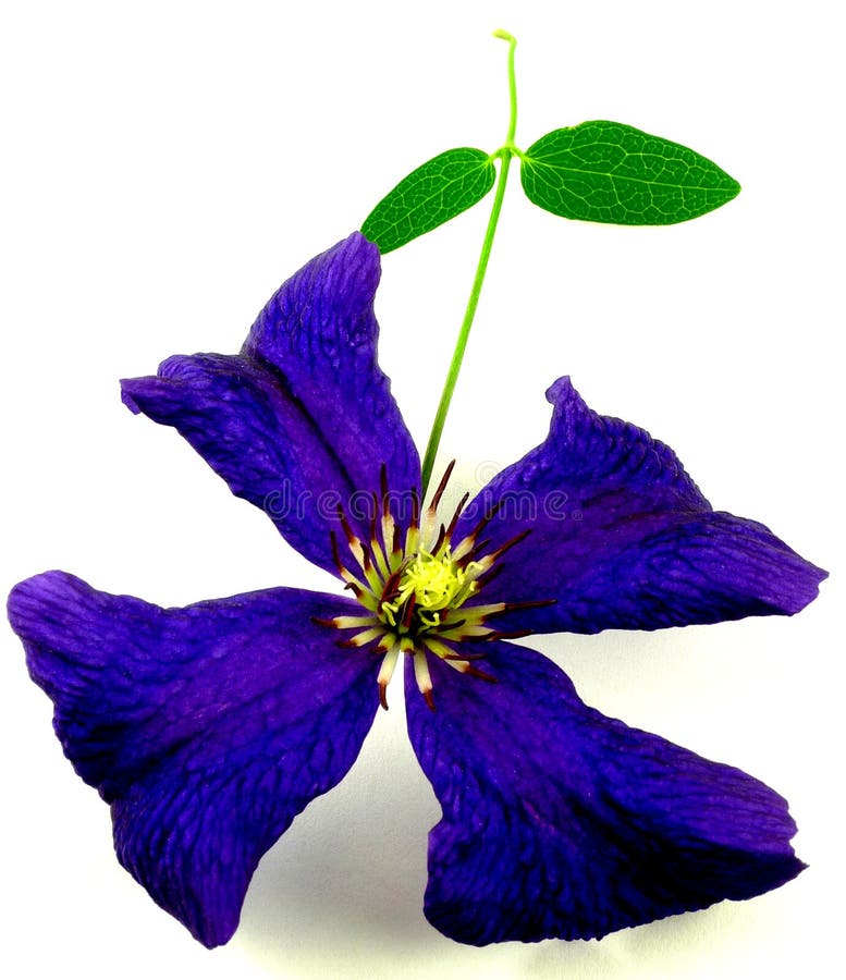 Clematis stock image. Image of plants, flora, nature - 53200775