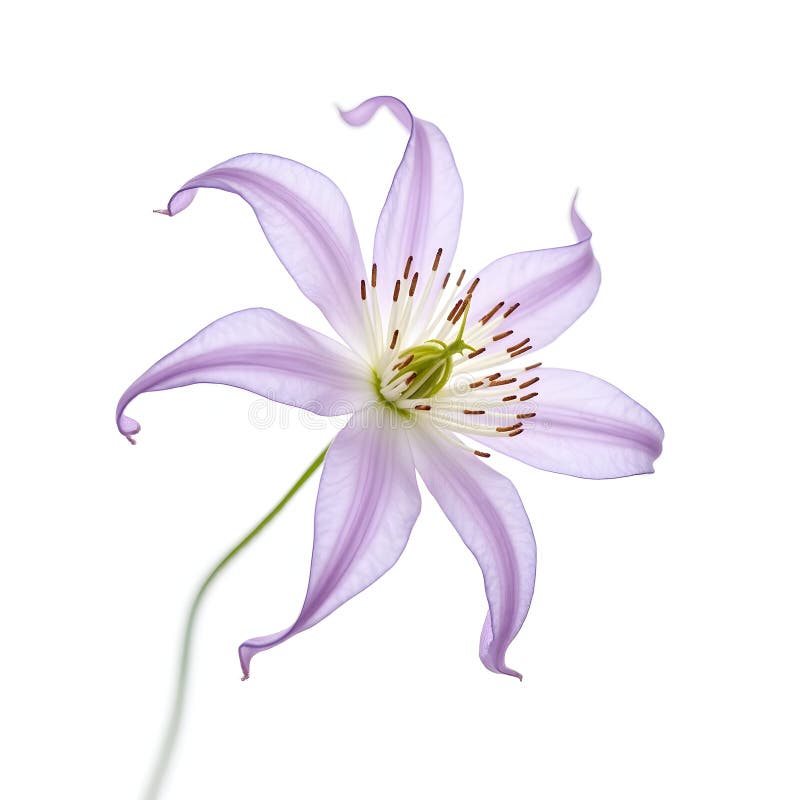 Clematis the Starry Blooms for Every Garden Style Stock Illustration ...