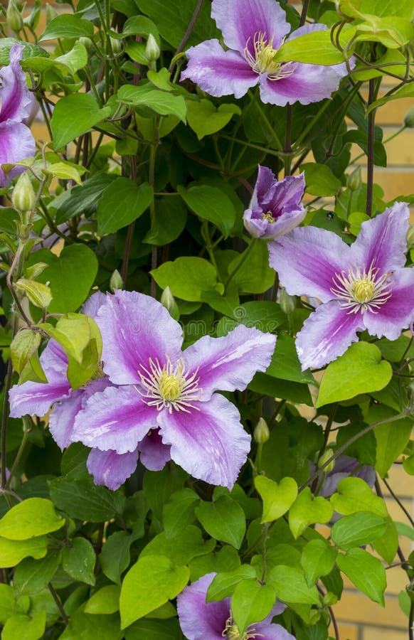 Clematis Trailing on Trellis Stock Photo - Image of plants, trail: 71015276