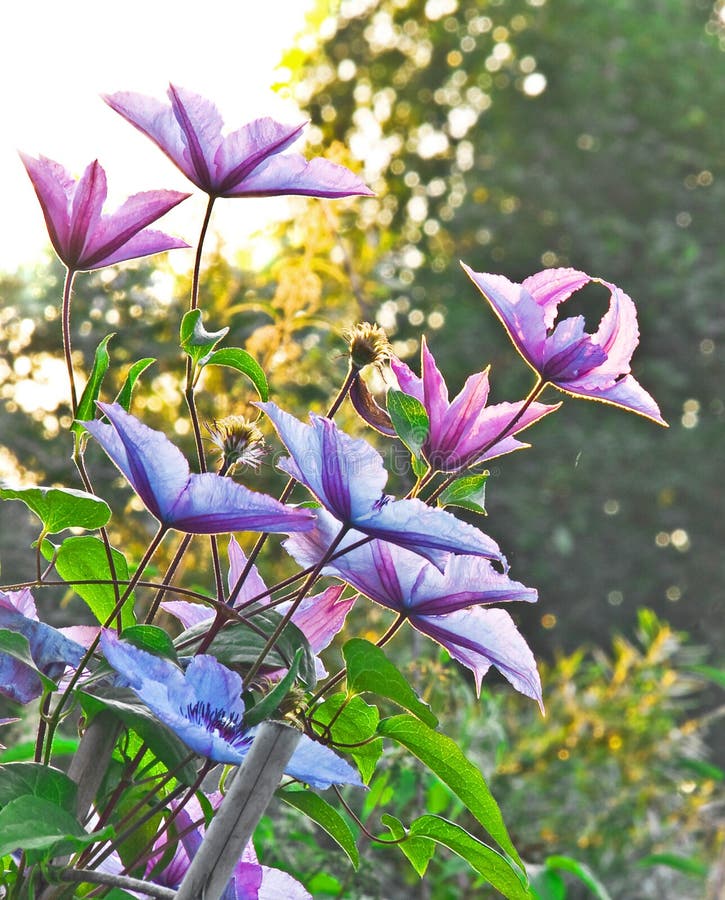 The virgins bower stock photo. Image of flower, florescence - 148661088
