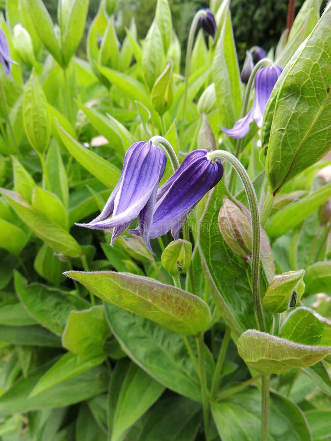 Clematis Whole-leaved during Flowering Stock Photo - Image of flowering ...
