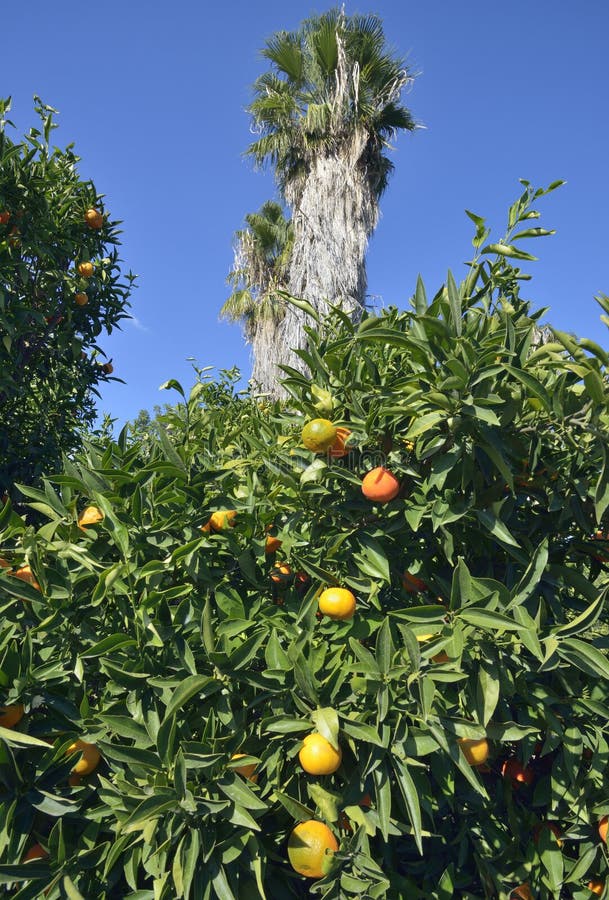 Clementina fotografia stock. Immagine di mediterraneo - 63775250