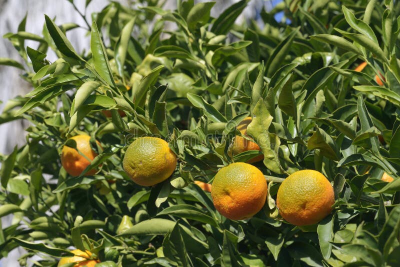 Clementine stock photo. Image of citrus, fall, rutaceae - 63775492