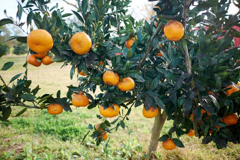 Clementines Growing on the Branches of a Tree Stock Photo - Image of ...
