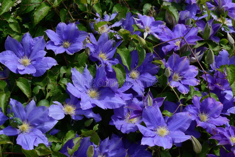 Purple Clementis Cast in Shadow Stock Photo - Image of leaves, spring ...