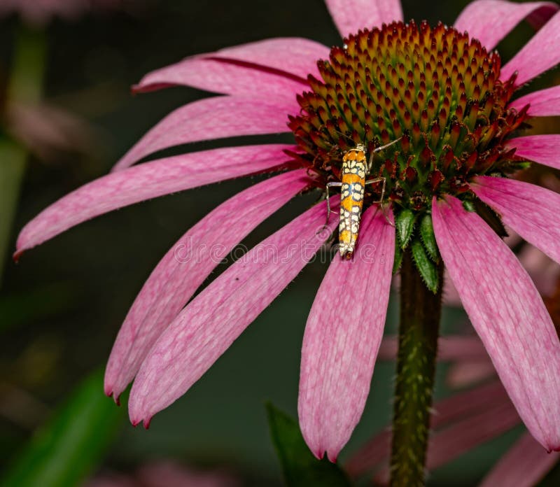 Clemson Tiger Mascot Stock Photos - Free & Royalty-Free Stock Photos ...
