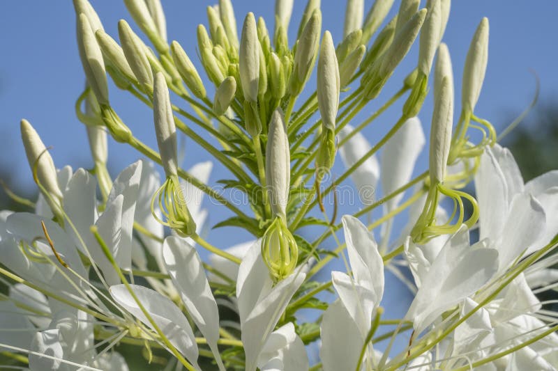 Cleome, Commonly Known As Spider Flowers, Spider Plants, Spider Weeds ...