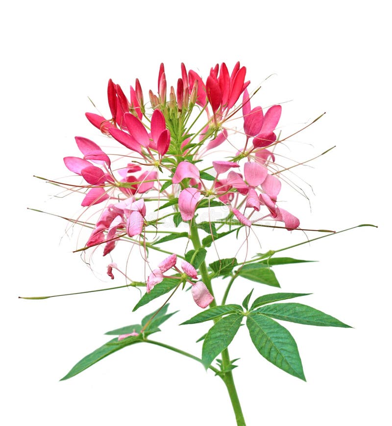Cleome Flower stock image. Image of spider, leaf, green - 12325695