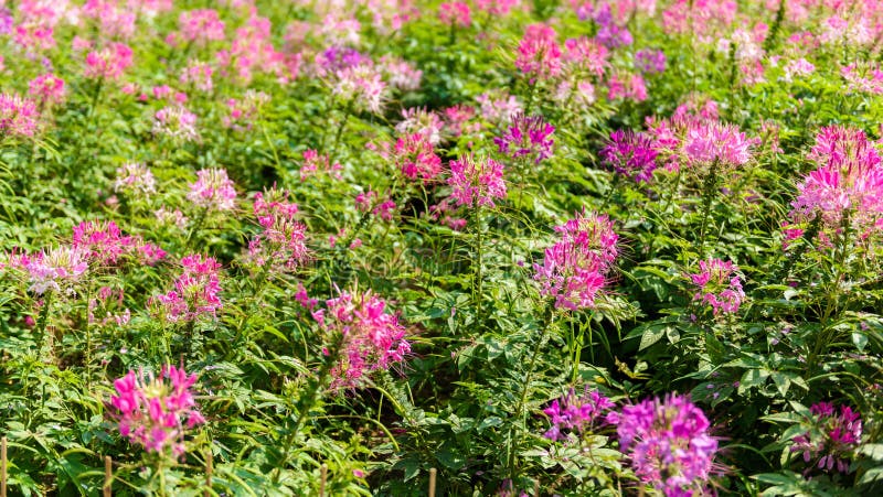 Cleome Flowers in the Field. Stock Image - Image of outdoor, flora ...