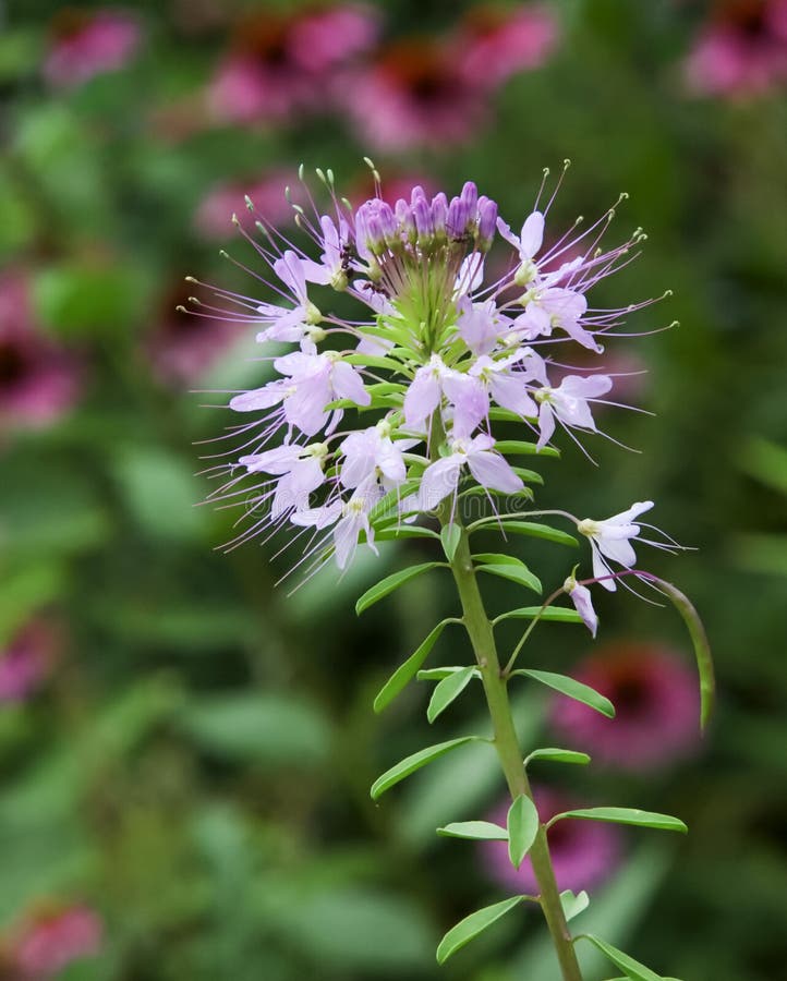 Cleome Spider Flower with Ants and Dew Drops Stock Photo - Image of ...