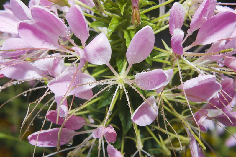 Cleome spinosa stock image. Image of shiny, spider, leaf - 26445905