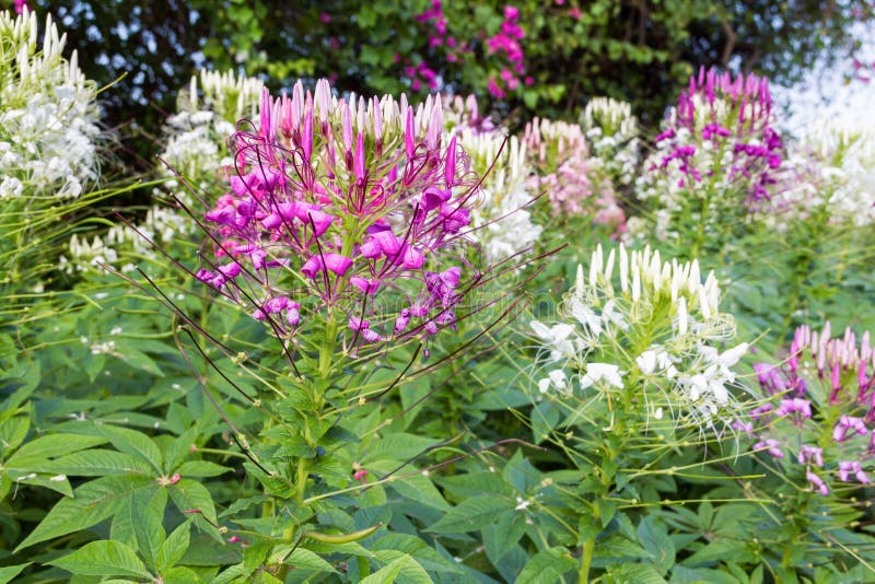 Cleome Spinosa. stock image. Image of horizontal, botanical - 28737829