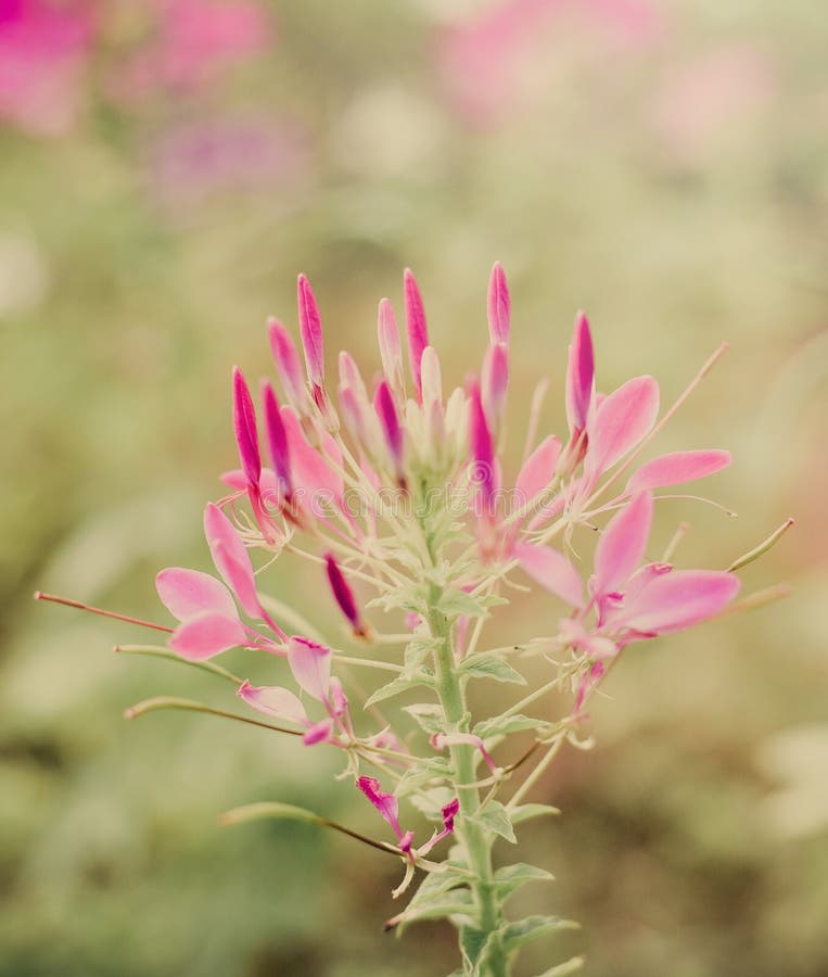 Cleome Spinosa flowers stock photo. Image of cleome, flower - 82609158