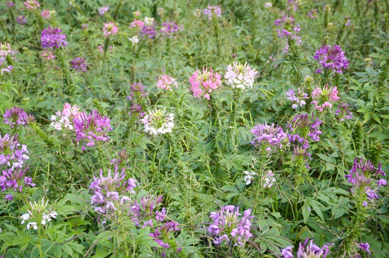 Cleome spinosa flower stock photo. Image of leaves, beautiful - 93168686