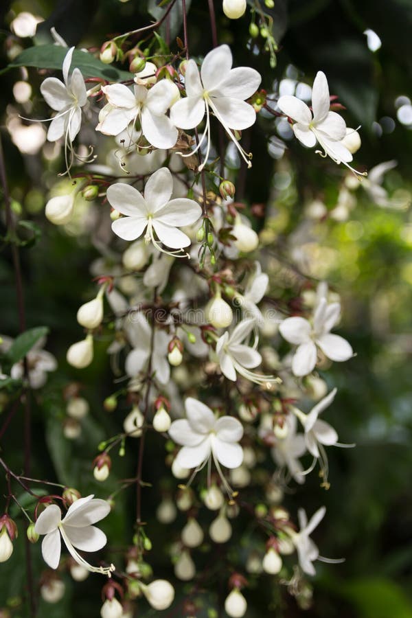 Clerodendrum flower stock photo. Image of beautiful, beauty - 50132698