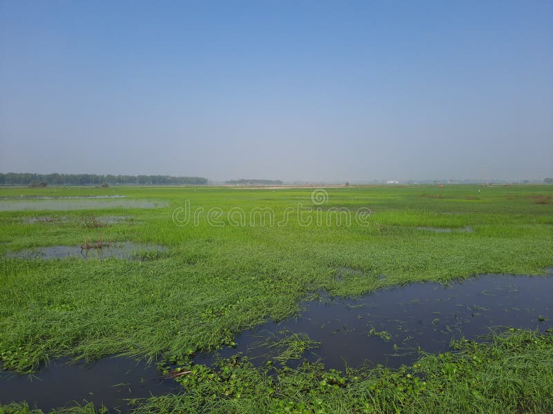 Clerodendrum Infortunatum Fleur Bhat Fleur Colline Glorieuse Fleur ...