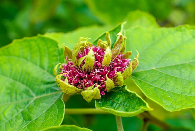 Clerodendrum Philippinum Bloom Stock Photos - Free & Royalty-Free Stock ...