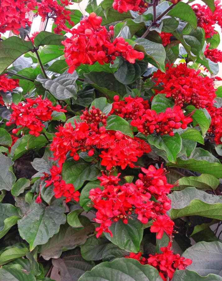 Clerodendrum Splendens Flowring Shurb Stock Image - Image of focus ...