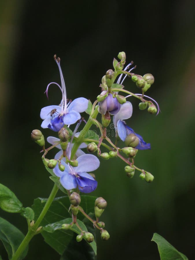 A Clerodendrum Ugandense in the Garden. Blue Butterfly Bush Stock Image ...