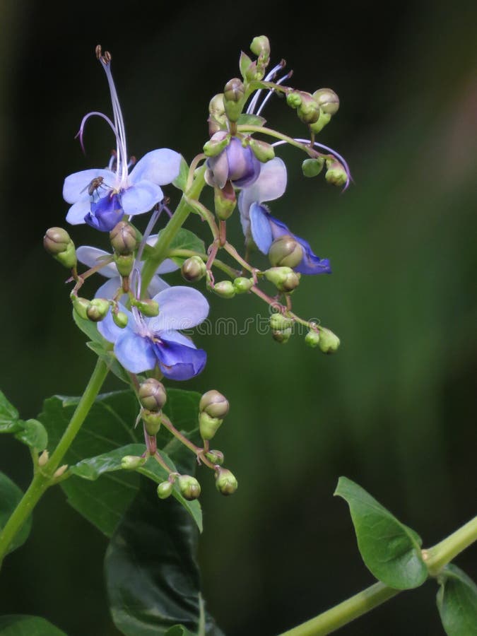 A Clerodendrum Ugandense in the Garden. Blue Butterfly Bush Stock Image ...