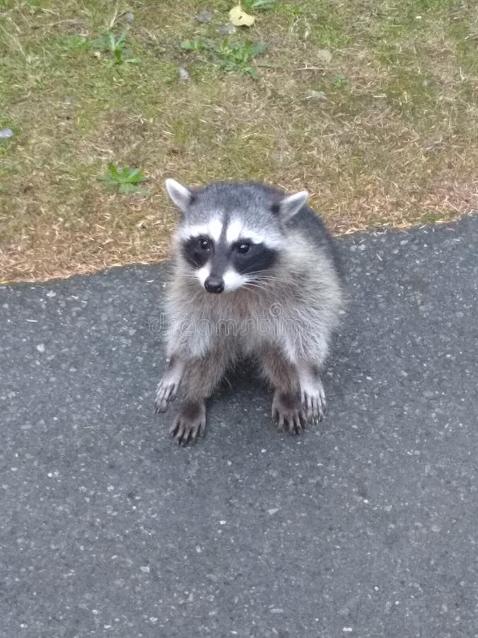 Tamme Wasbeer Met Voedsel in Donkere Nacht Stock Foto - Image of kijkt ...