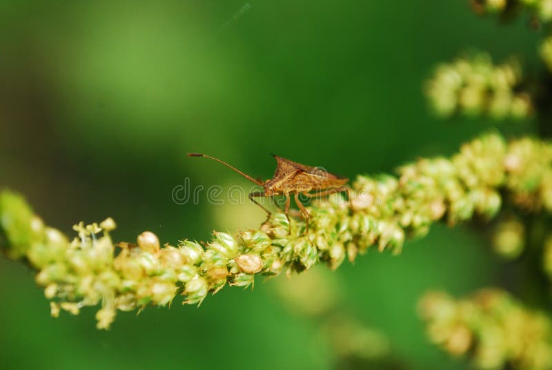 Cletus rusticus stock image. Image of rusticus, garden - 21941597
