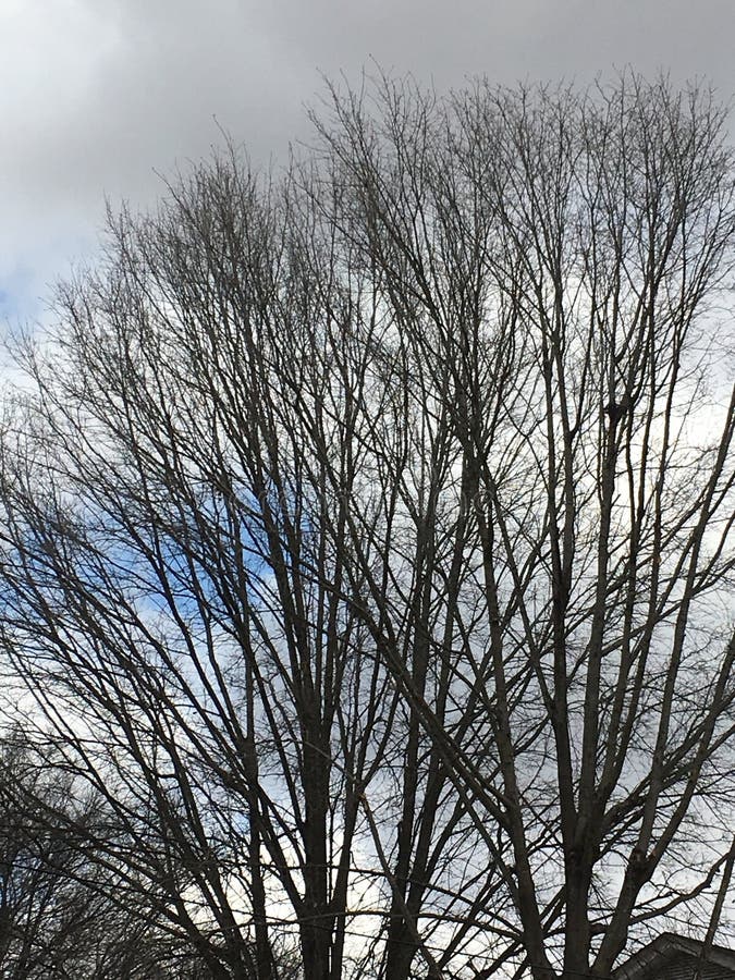 Cleveland ms stock photo. Image of like, spring, love - 85439702