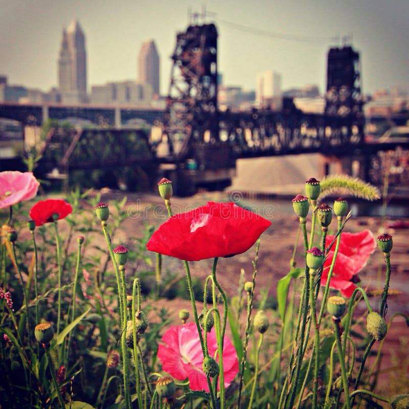 Cleveland Ohio with Flowers Stock Photo - Image of cleveland, tremont ...