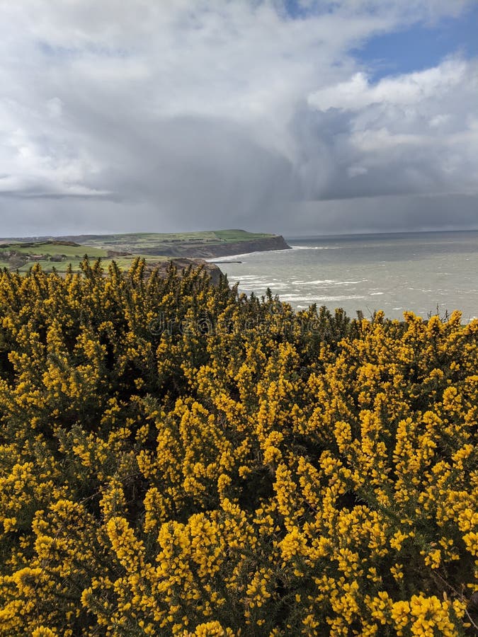 Cleveland Way North Yorkshire Coastal Path Stock Photo - Image of tree ...
