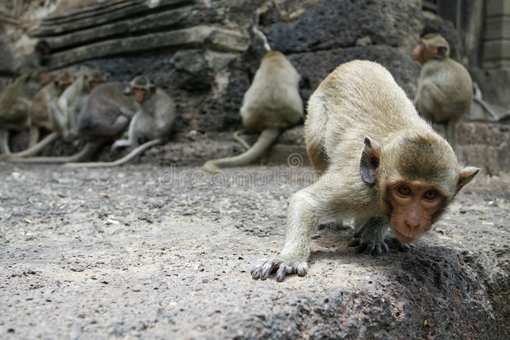 Clever ape stock photo. Image of tropical, holidays, happy - 6750132