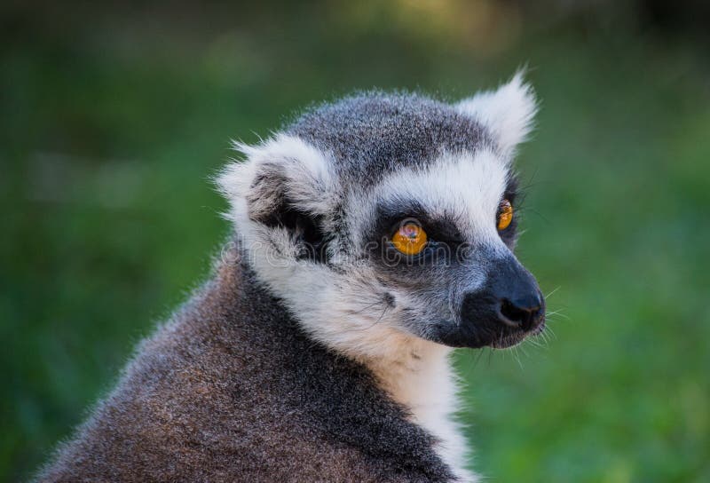 The Clever and Attentive Look of the Lemur Stock Photo - Image of ...