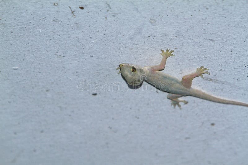 The clever climber stock photo. Image of crawling, amphibian - 304643620