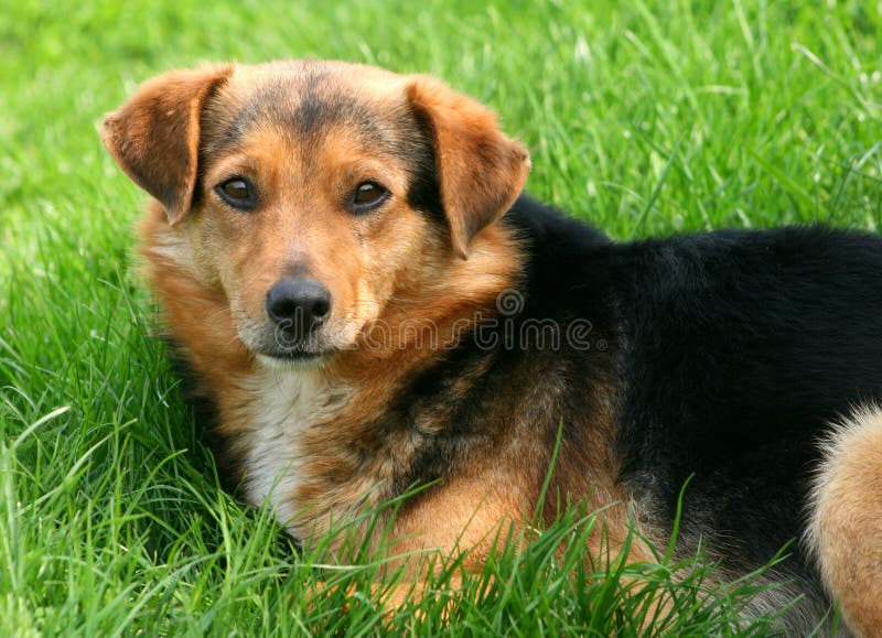 Clever dog stock image. Image of domestic, outside, friendly - 13846385